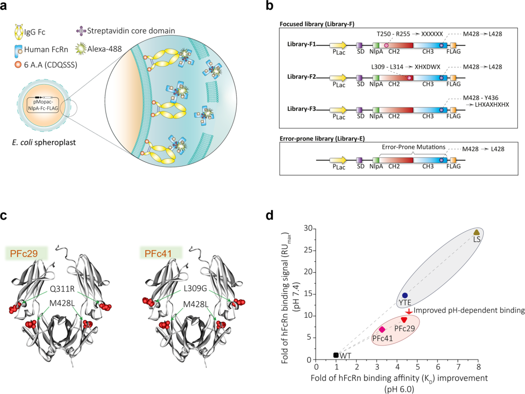 知丘-Nature子刊：新型Fc改造延长半衰期，实现同靶点抗体药差异化布局的一大利器
