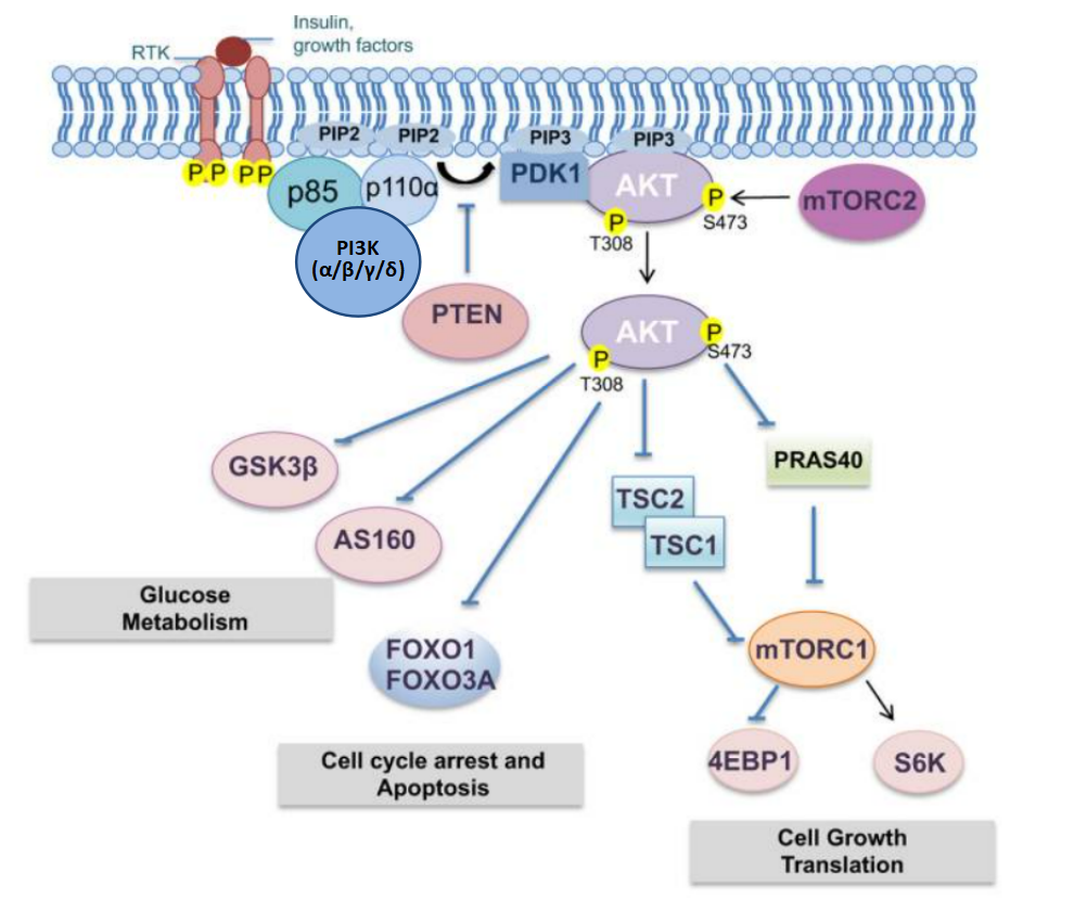 知丘-PI3K药物家族药物研发